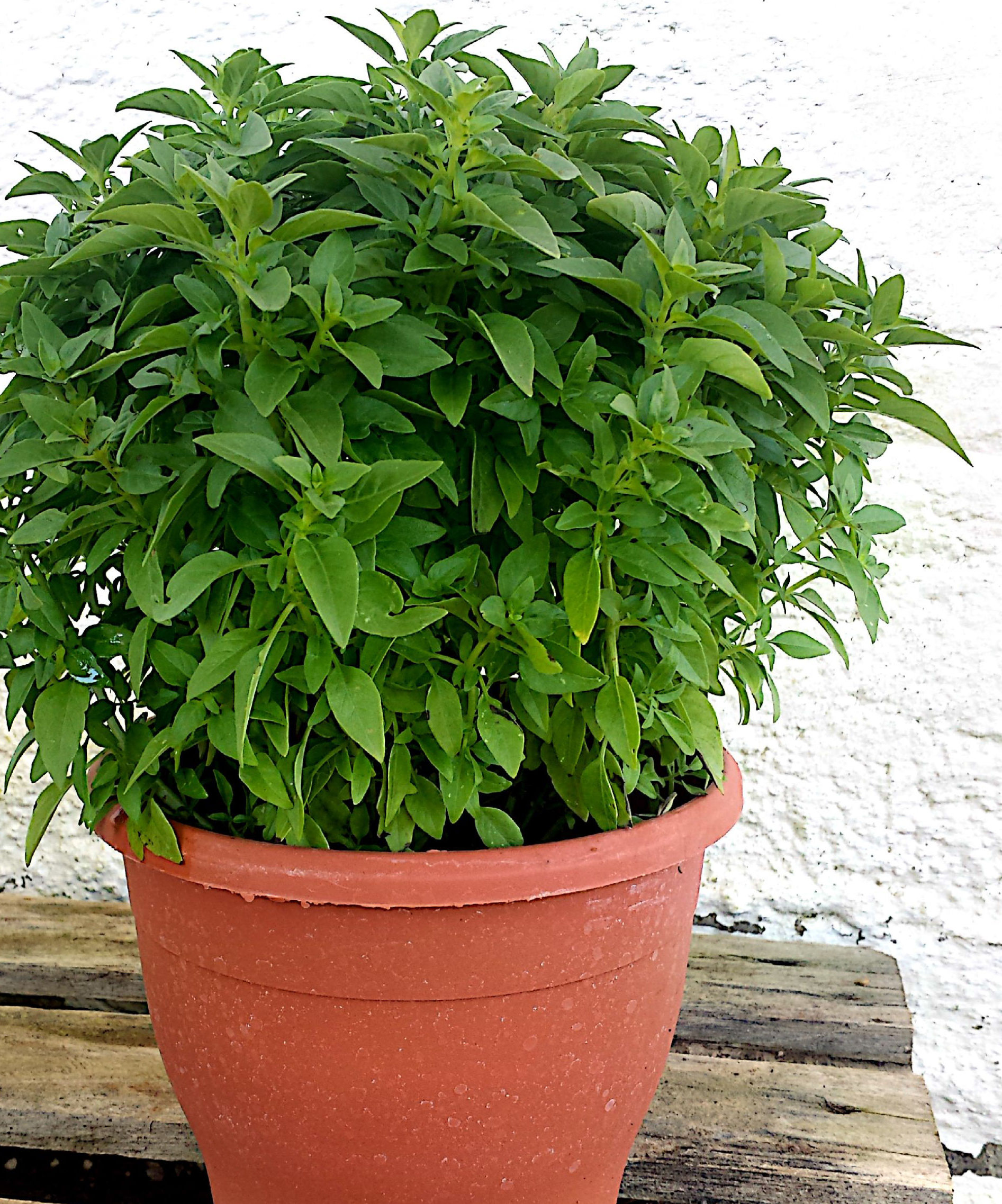 Basil-the king of herbs! | Arolithos blog